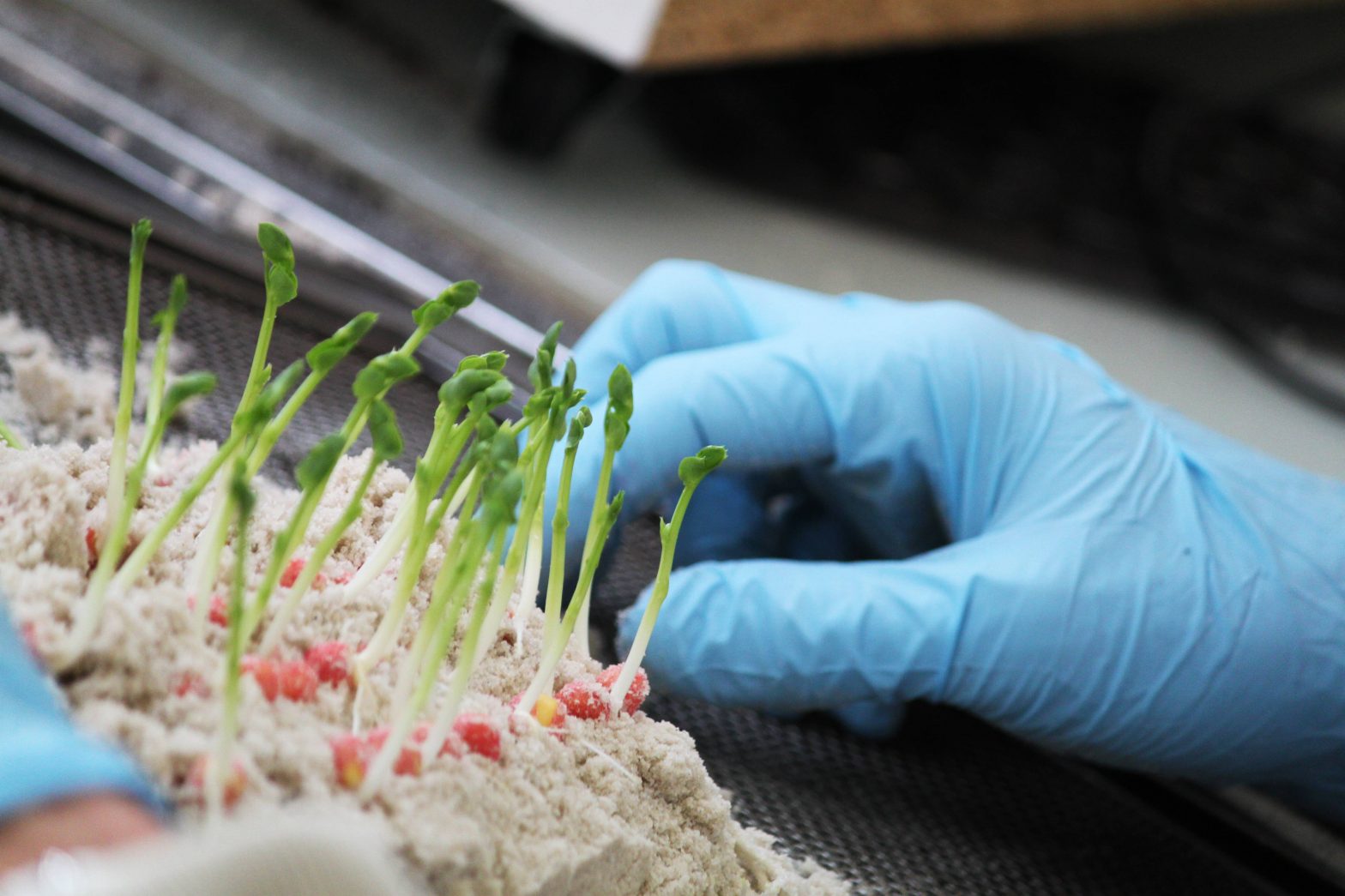 Qu'est-ce qu'une semence de qualité ? - GEVES