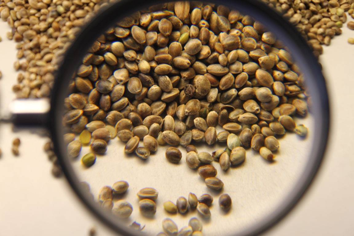 Qu'est-ce qu'une semence de qualité ? - GEVES