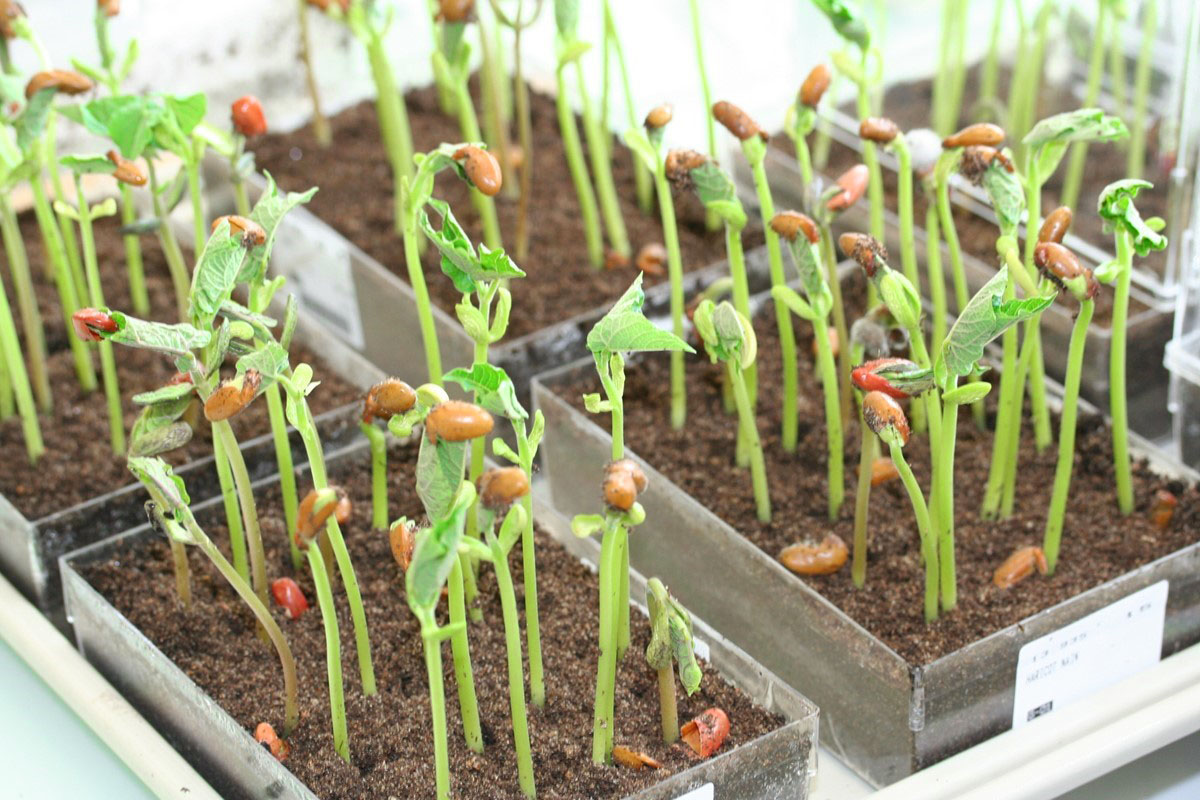 Predicting Germination With An Early Radicle Emergence Count GEVES